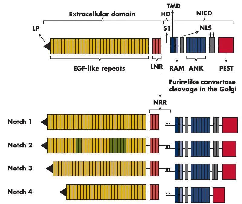 【AmBeed浅析】Notch信号通路的作用机制 - 哔哩哔哩