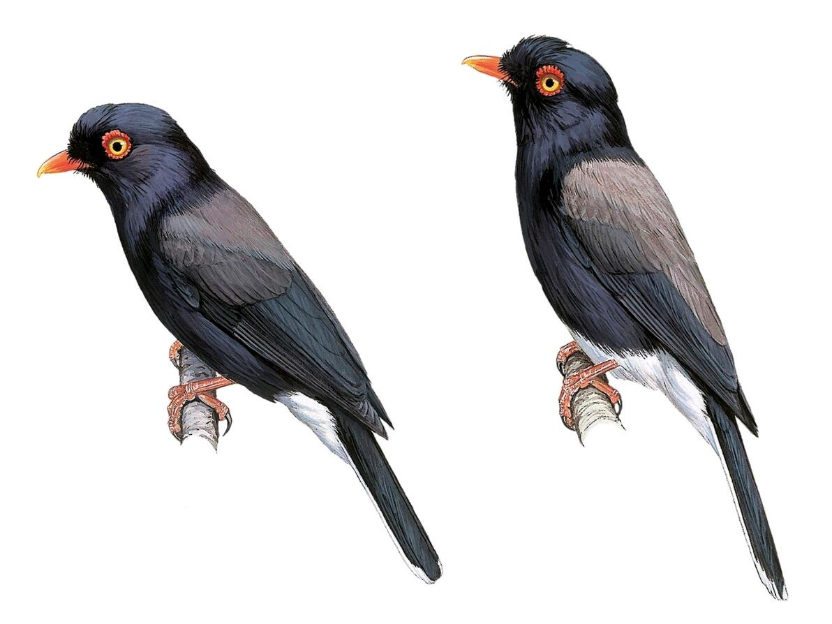 世界鸟类图鉴--丛鵙总科（I） - 哔哩哔哩