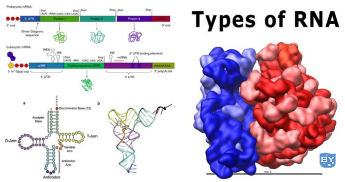 RNA的类型有哪些(7 种具有结构和功能的 RNA) - 哔哩哔哩