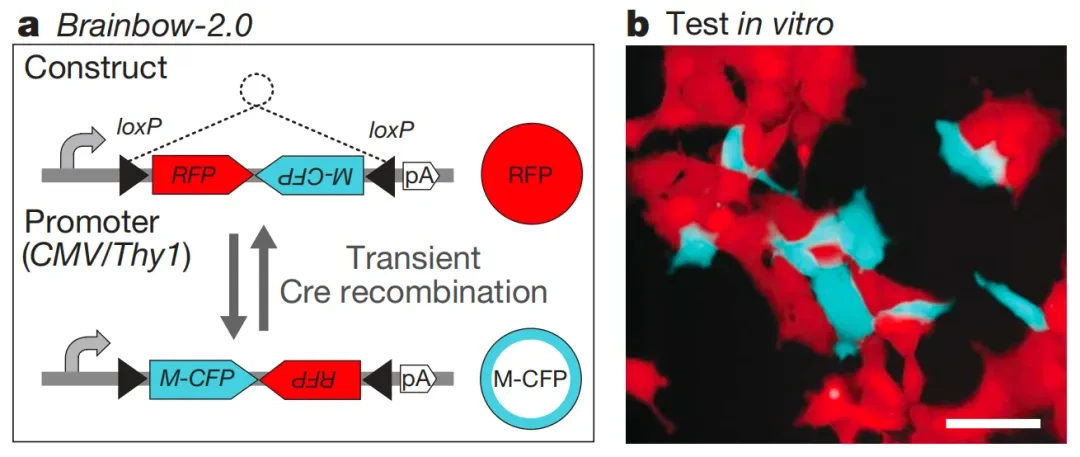 一文搞懂Cre-loxP条件性基因编辑 - 哔哩哔哩