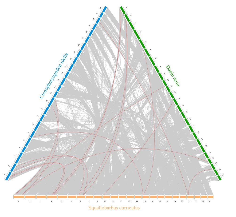 新手向/保姆级教程#基因家族分析之物种共线性分析_R语言RIdeogram - 哔哩哔哩