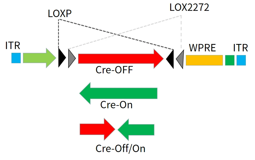 从原理到应用，Cre/Loxp及相关重组酶系统大全 - 哔哩哔哩