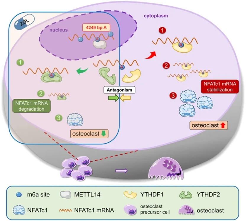 易基因： MeRIP-seq等从m6A RNA甲基化角度揭示NFATc1对破骨细胞的调控机制 - 哔哩哔哩