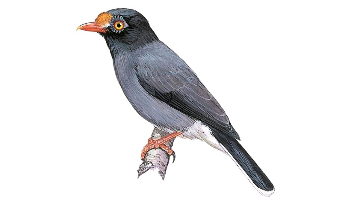 世界鸟类图鉴--丛鵙总科（I） - 哔哩哔哩