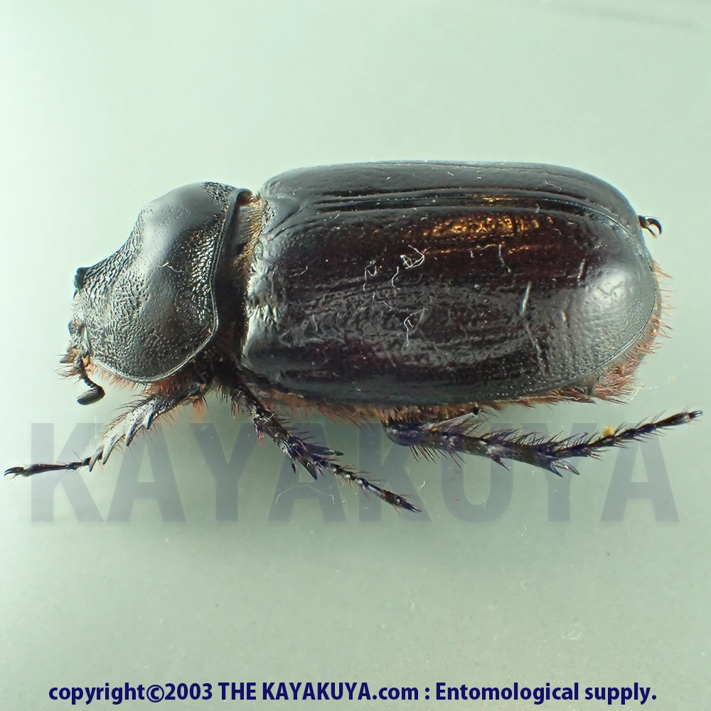 蛀犀金龟族全物种资料整理(下) - 哔哩哔哩