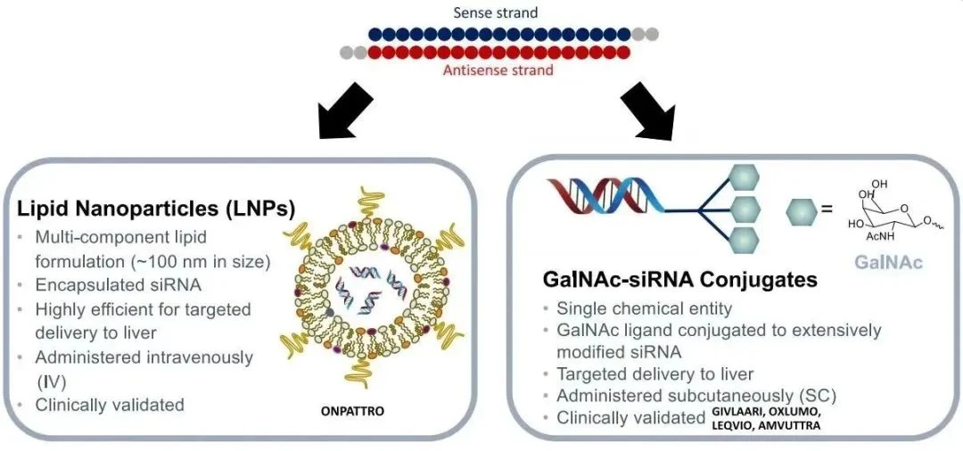 RNAi GalNAc之变，创新触手可及 - 哔哩哔哩