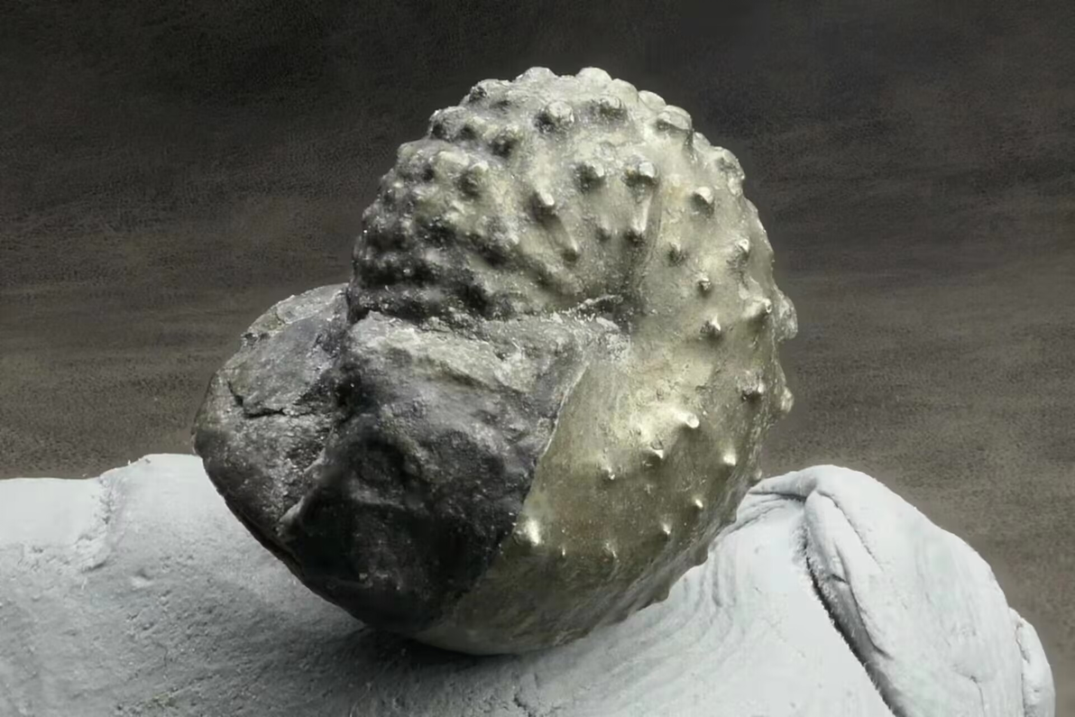 古生代菊石形态学多样性（附几个奇异的菊石） - 哔哩哔哩