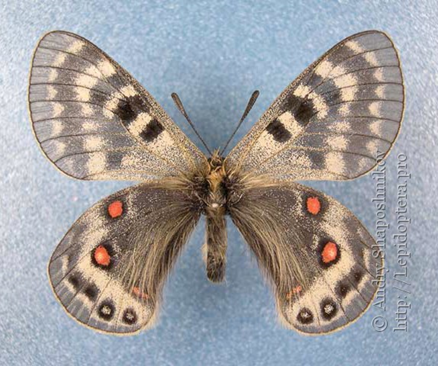 三十五种国内绢蝶属图录 - 哔哩哔哩