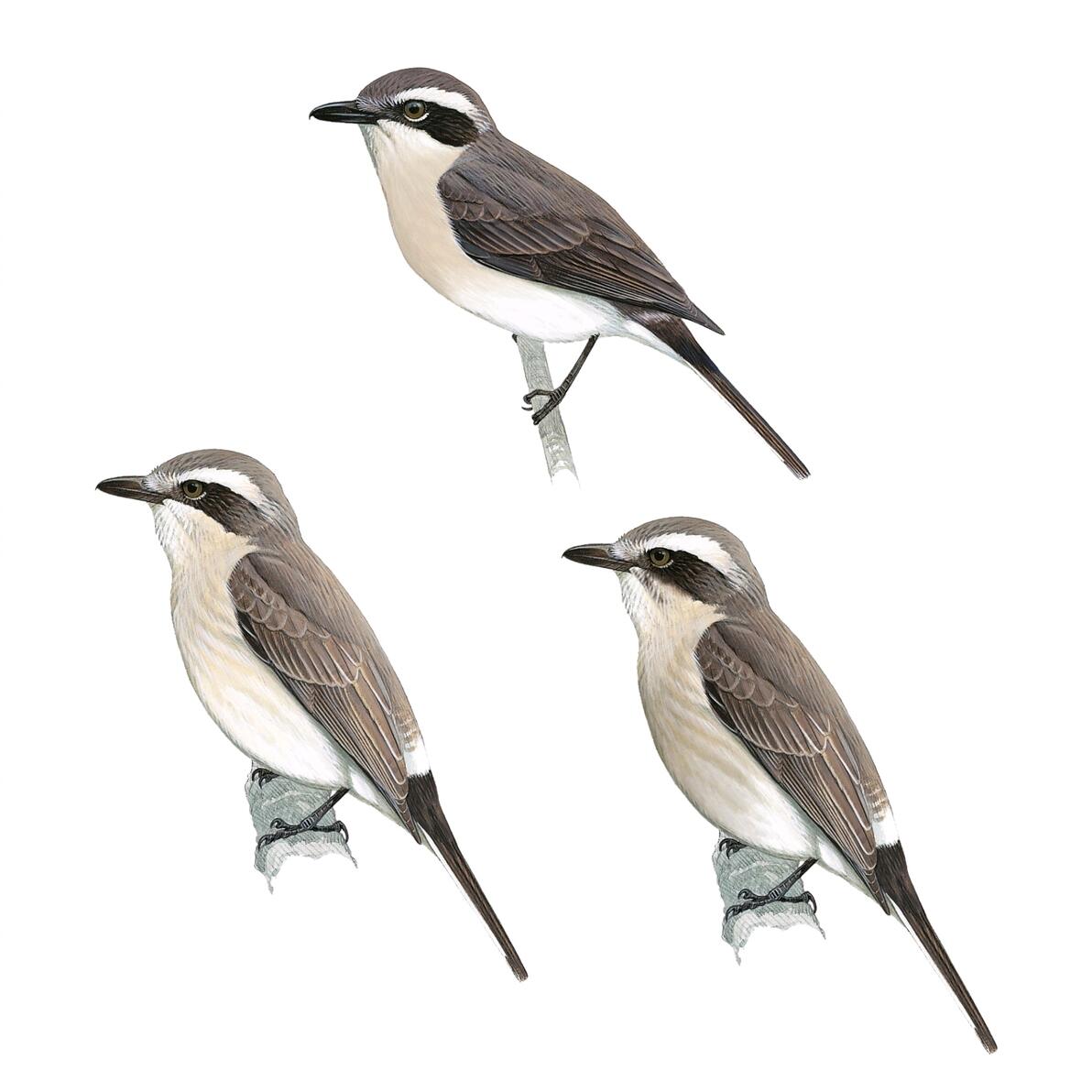 世界鸟类图鉴--丛鵙总科（I） - 哔哩哔哩