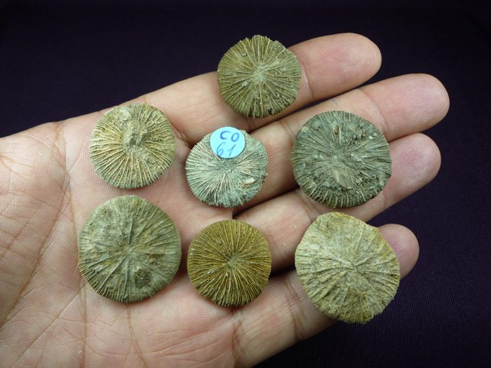 珊瑚纲化石 - 哔哩哔哩