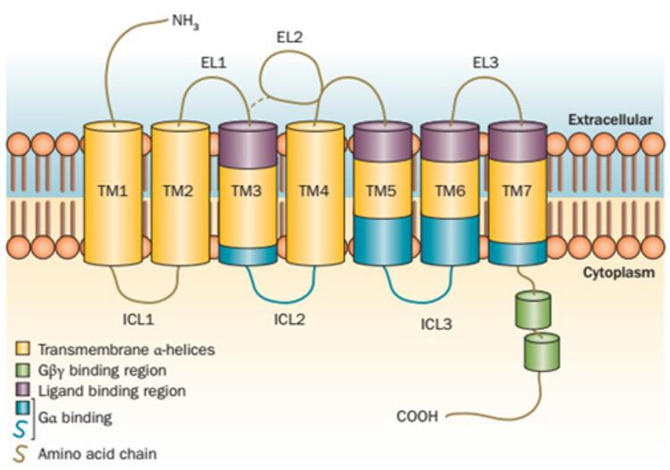 看CRISPR/Cas9基因编辑技术如何玩转药物靶点（一）——GPCR特辑 - 哔哩哔哩