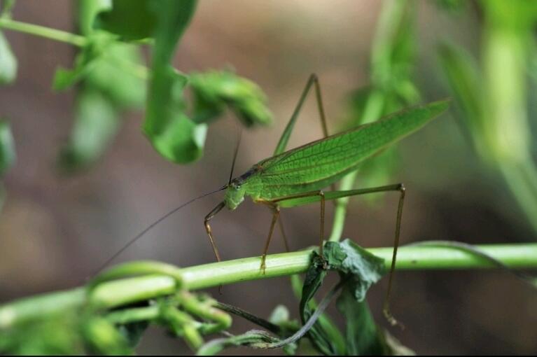 记录山东省的各种鸣虫（下） - 哔哩哔哩