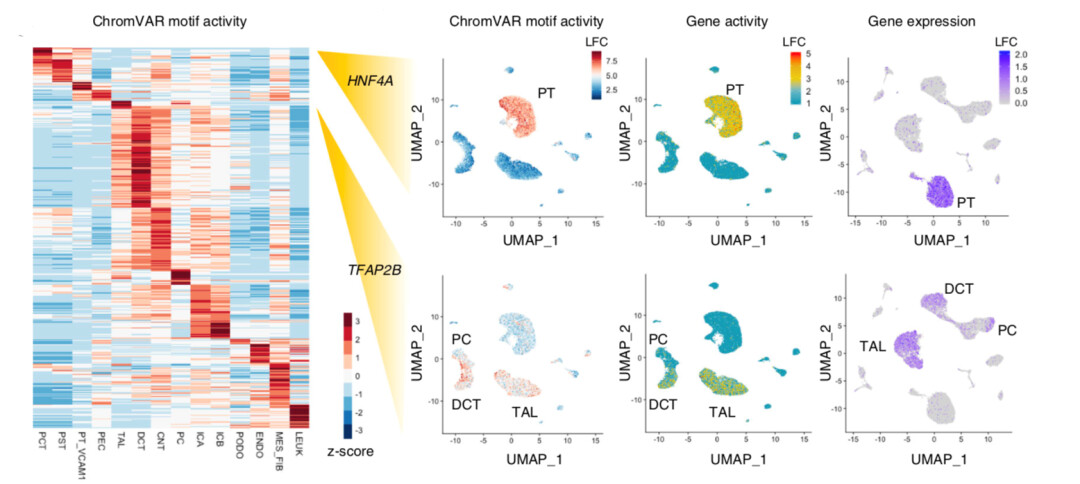 Nat. Commun. | snRNA-seq和snATAC-seq解析成人肾组织细胞构成异质性和损伤发病机制 - 哔哩哔哩