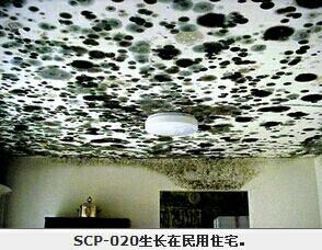 SCP--020“隐形霉菌” - 哔哩哔哩