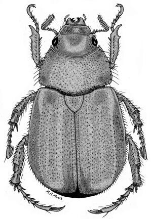 丽金龟-族与属整理（下篇） - 哔哩哔哩