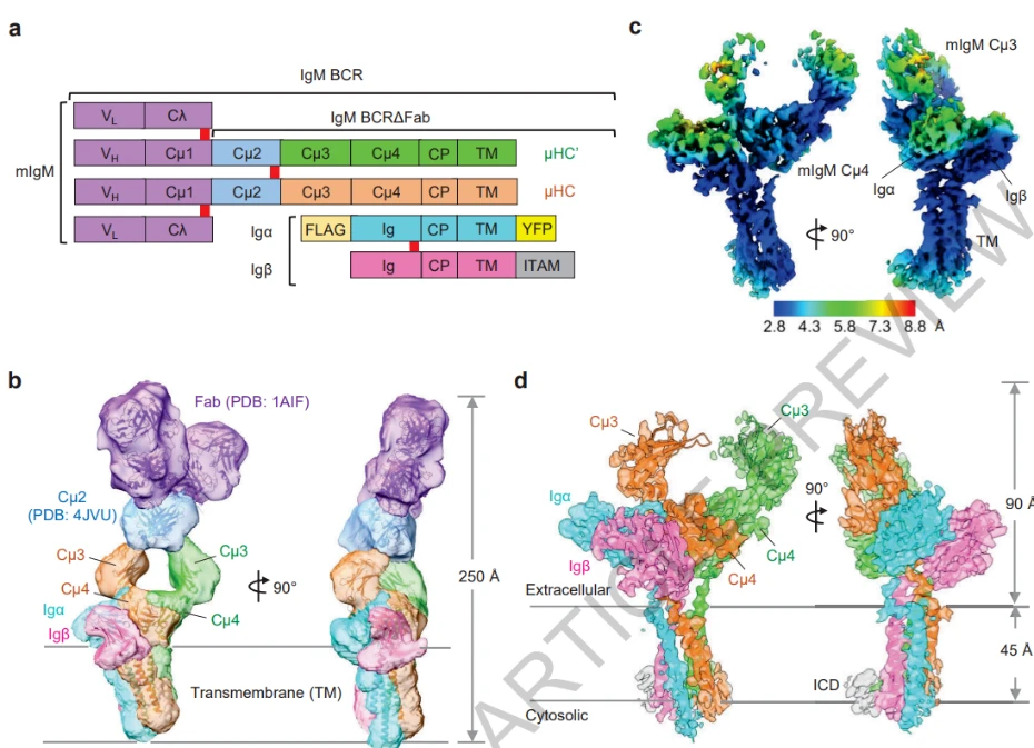 免疫系统中的关键受体BCR结构解析 | 水木视界iss.33 - 哔哩哔哩