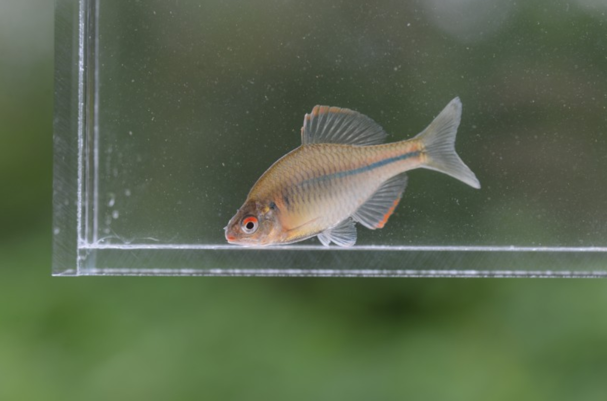 朝鲜半岛鱊科鱼类图鉴（한반도 납자루과 도감） - 哔哩哔哩