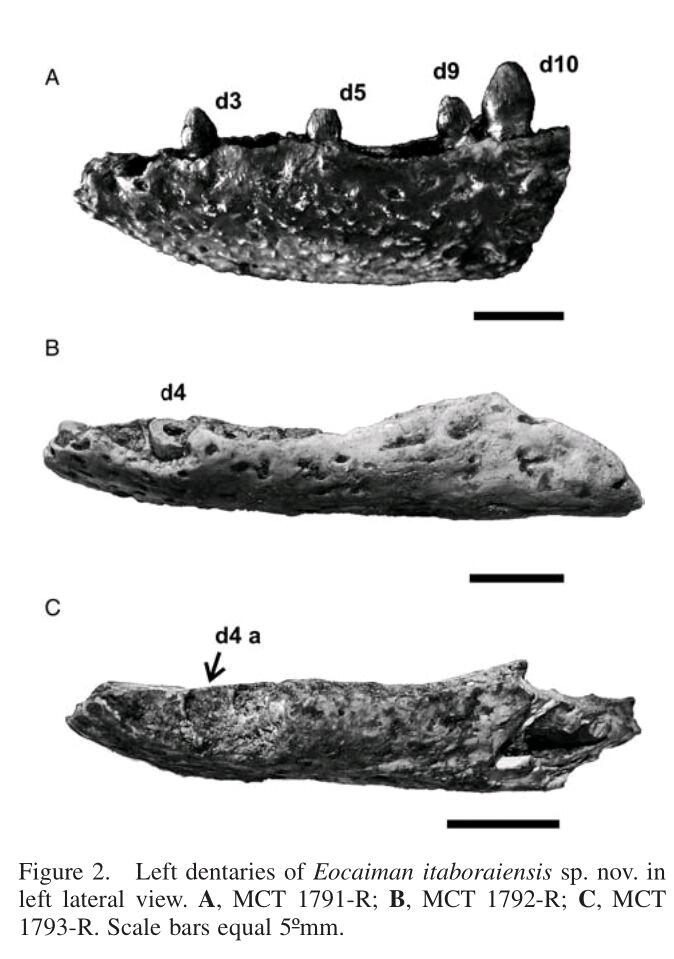 凯门鳄类小传——浅谈史前短吻鼍亚科 - 哔哩哔哩