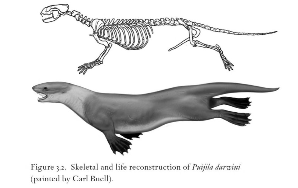 泛鳍足类化石类群分类整理及中文名建议名录 - 哔哩哔哩