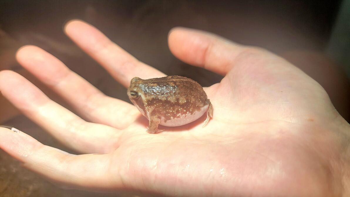 馒头蛙 - 哔哩哔哩