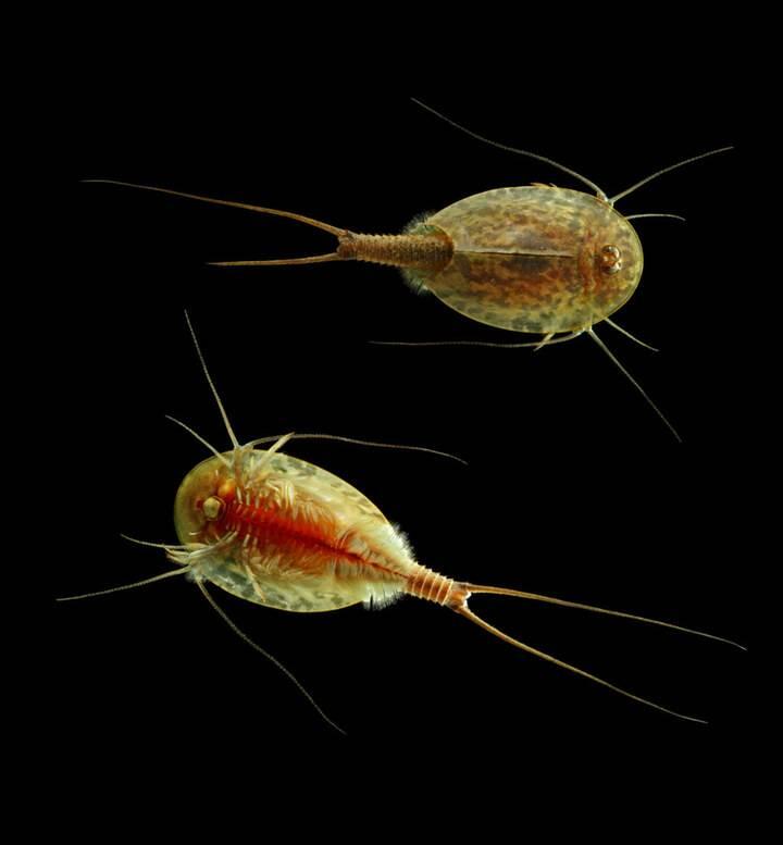 节肢动物门下所属分类统计（分到目或科） - 哔哩哔哩