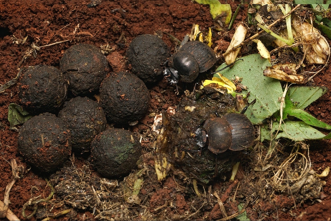 蜣螂-族与属整理（二） - 哔哩哔哩