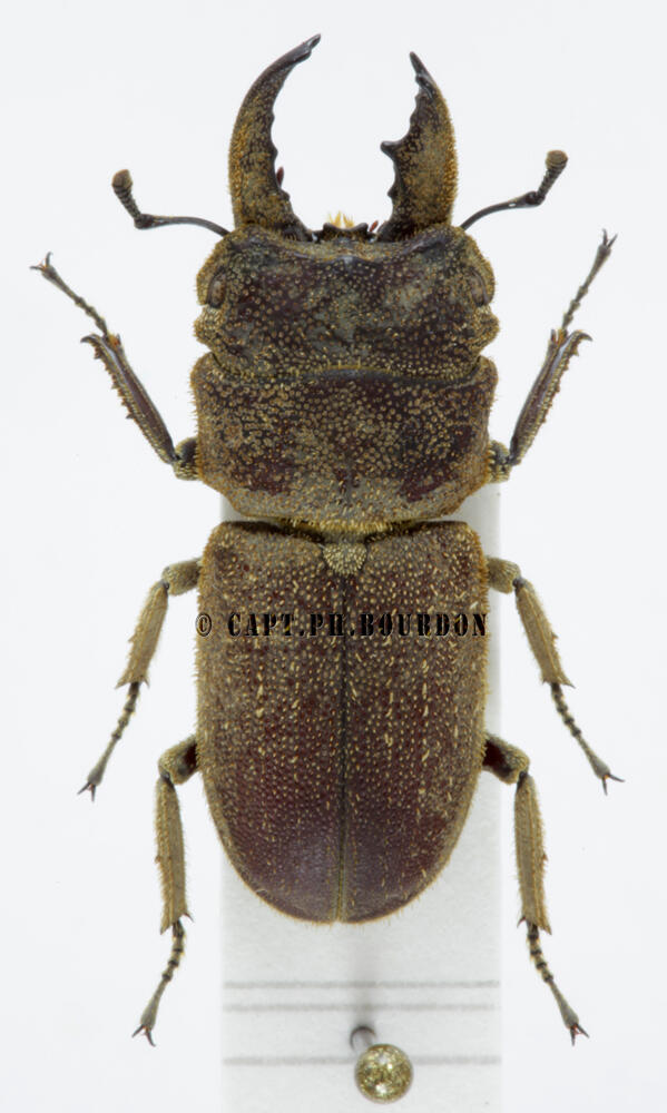 锹甲科-亚科\族\属 整理重置版（下篇） - 哔哩哔哩