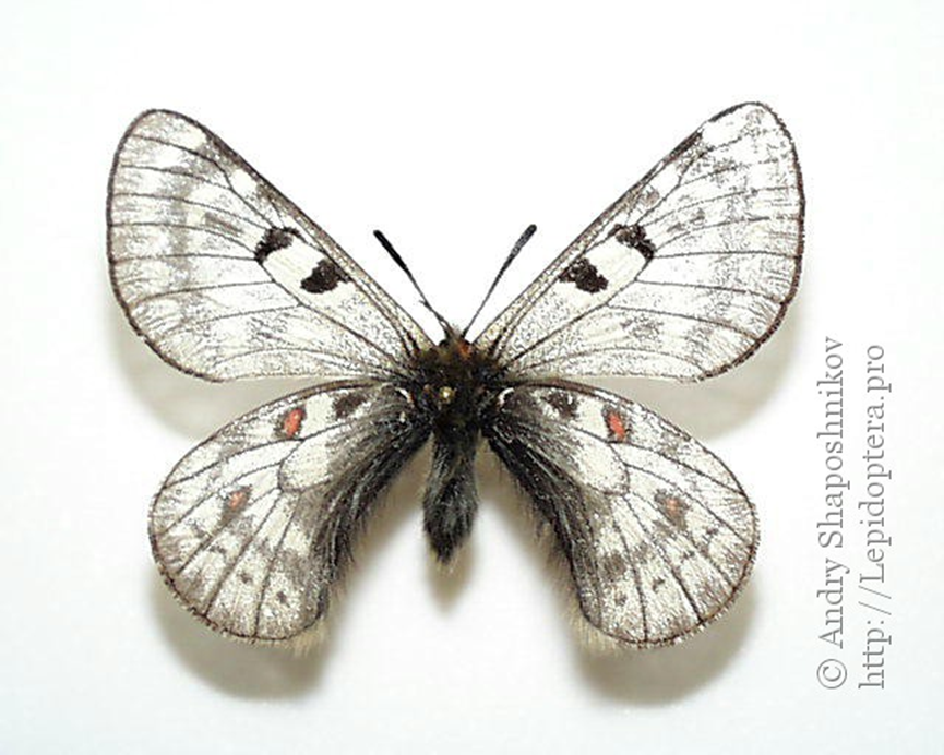 三十五种国内绢蝶属图录 - 哔哩哔哩