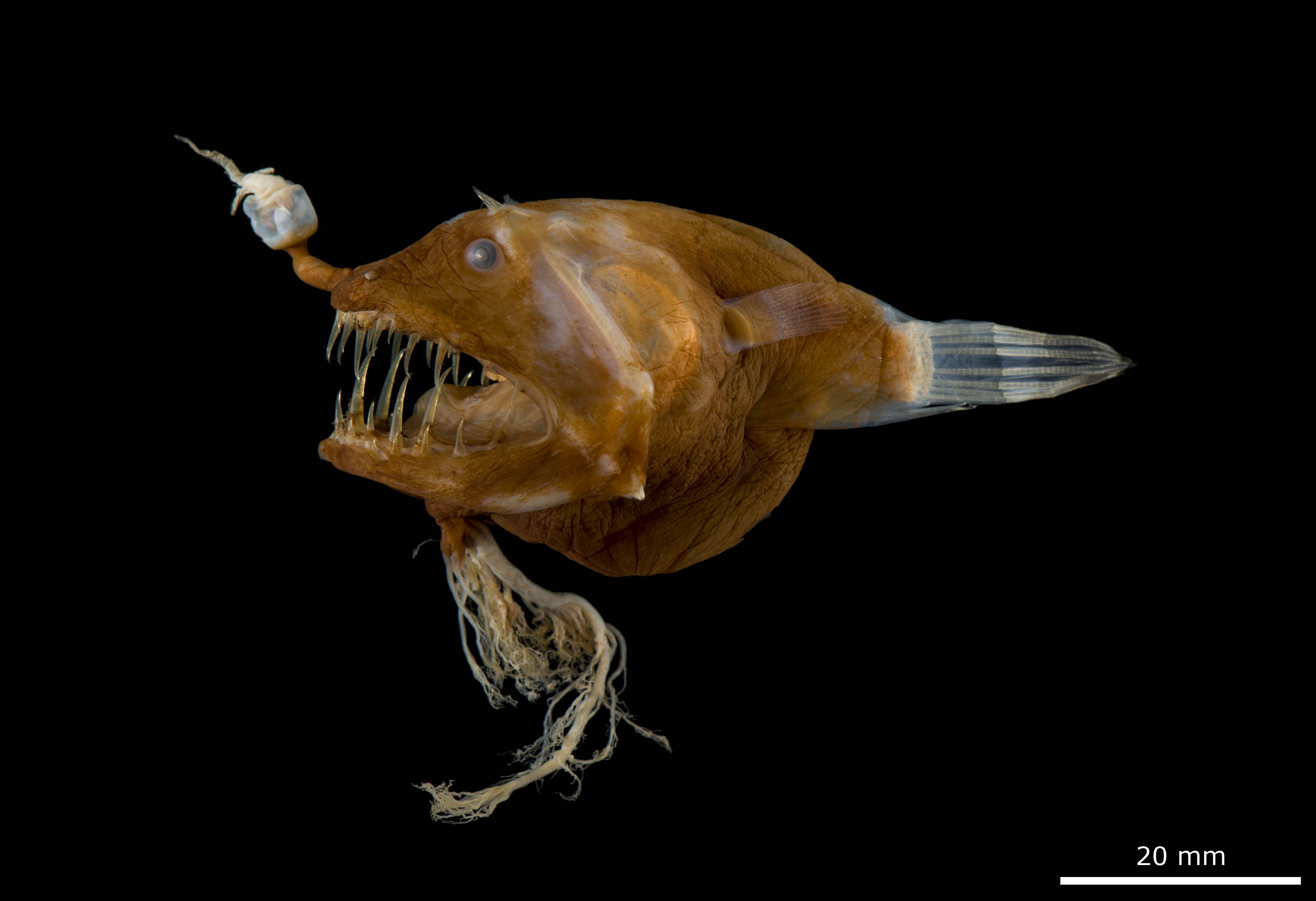 DEEP DARK FANTASY I 深海鱼微科普 - 哔哩哔哩