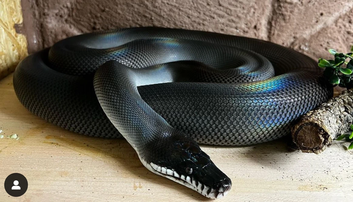 蟒科Pythonidae图鉴 - 哔哩哔哩