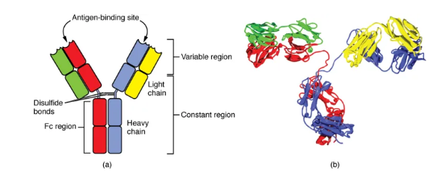 IgG IgM IgA IgE and IgD分别是什么 - 哔哩哔哩