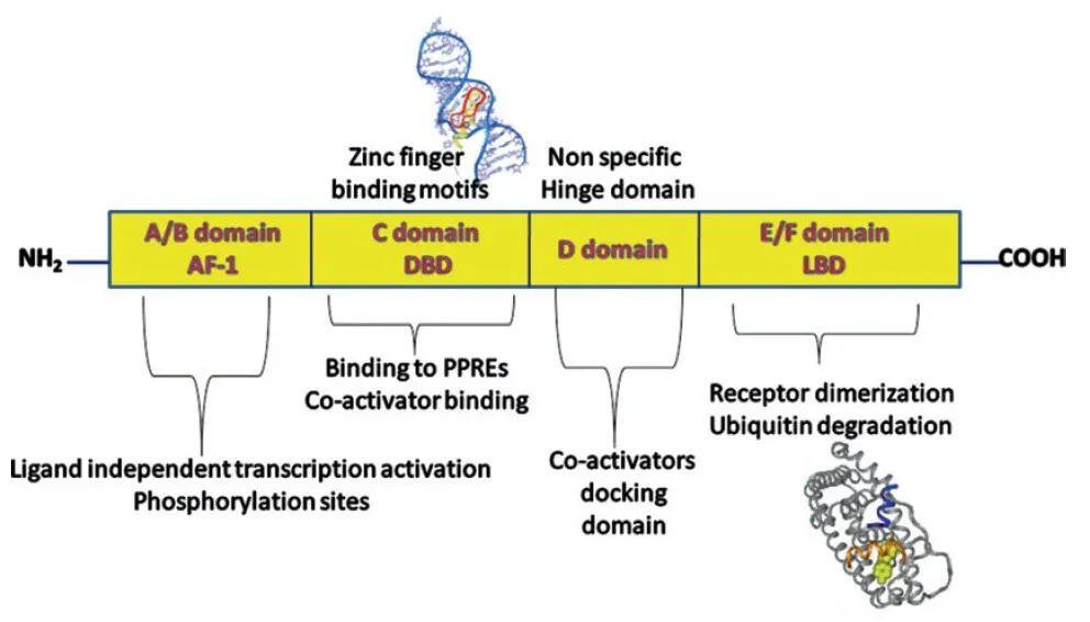 【AmBeed解析】PPAR：一个靶点，千种可能 - 哔哩哔哩