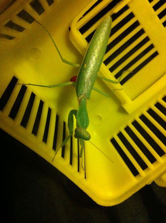 【螳螂科普】斧螳属简介 - 哔哩哔哩