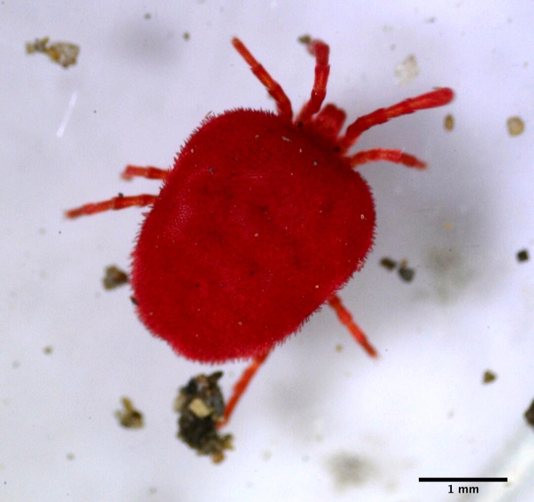 中国常见螨虫图鉴1.0 - 哔哩哔哩