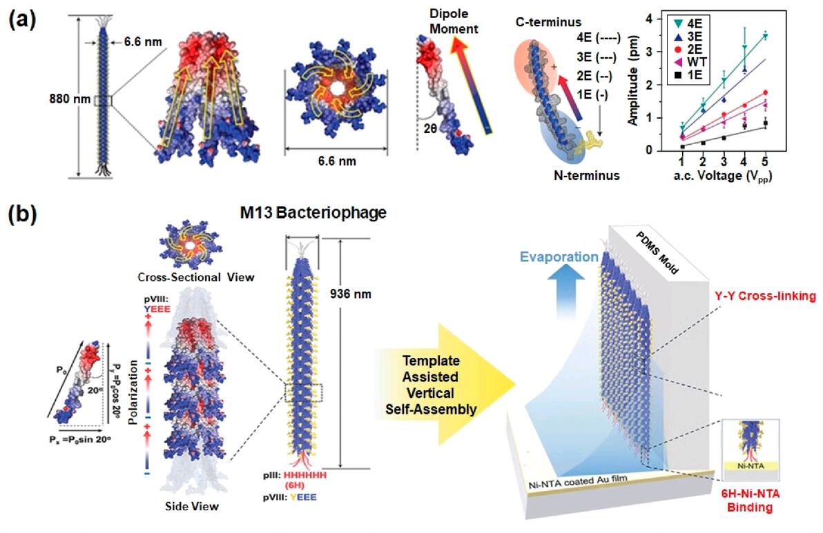 最长的噬菌体——M13噬菌体 - 哔哩哔哩