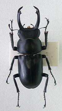 国产锹甲科各属中式属名与异名的对照与分类 - 哔哩哔哩