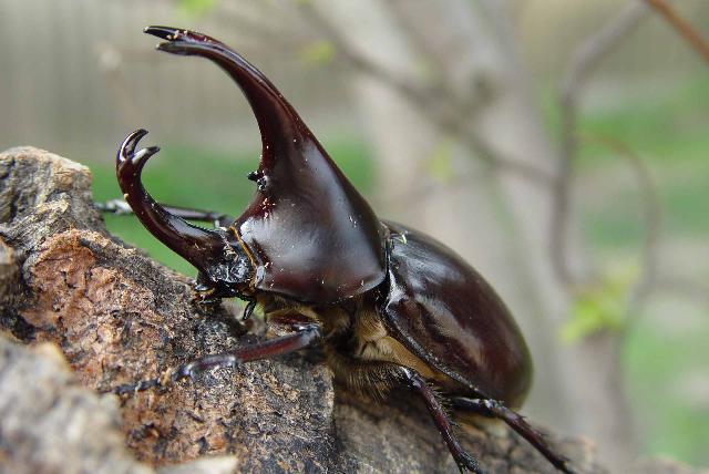 姬兜属(Xylotrupes)种与亚种整理 - 哔哩哔哩