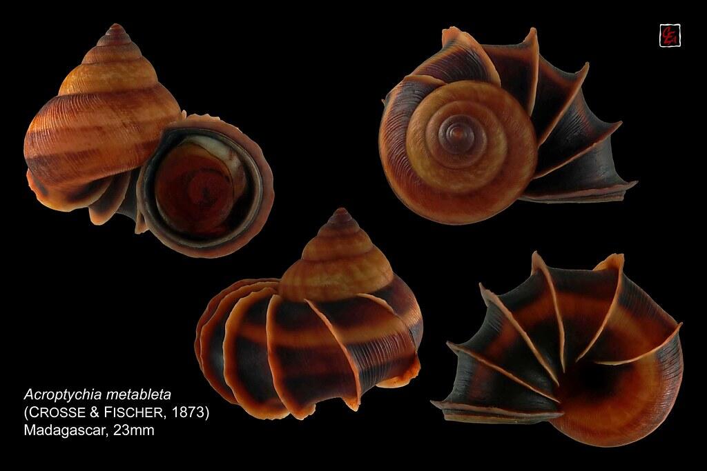 按总科盘点“陆螺”——陆生非柄眼类腹足类（上） - 哔哩哔哩