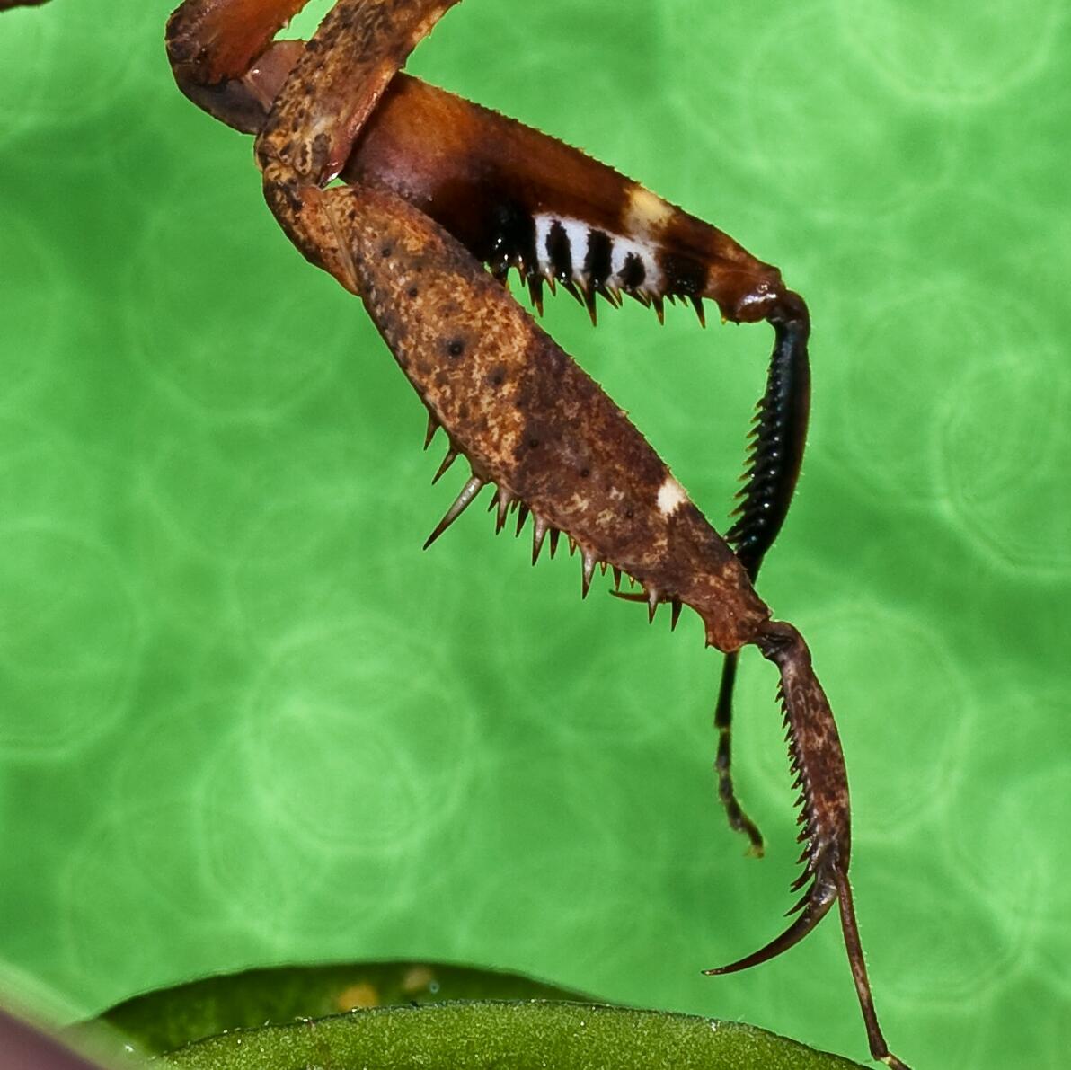 昆虫的足各色各样，那它们的足都有些什么功能和作用呢？ - 哔哩哔哩