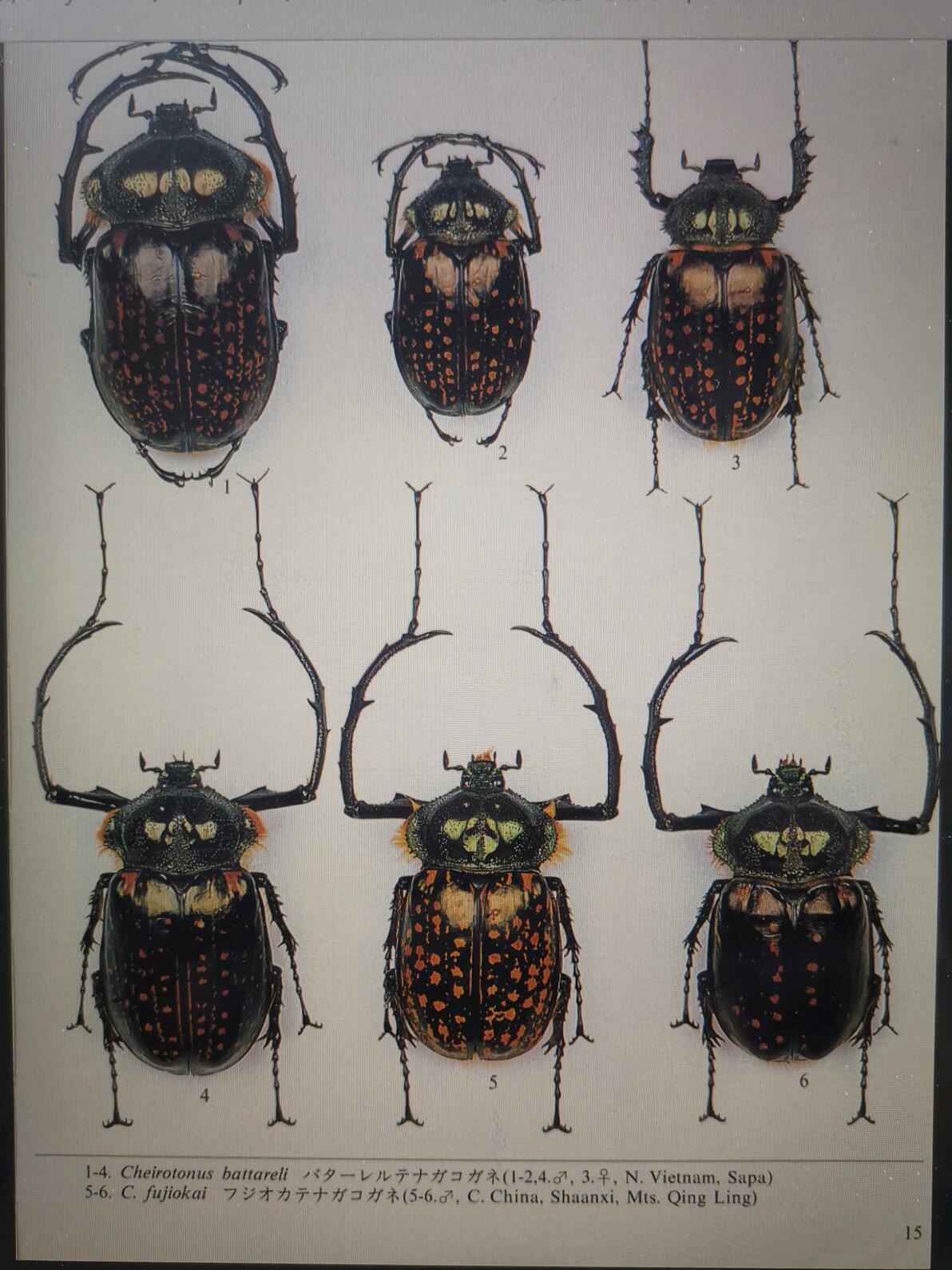 Cheirotonus 彩臂金龟属简介 - 哔哩哔哩