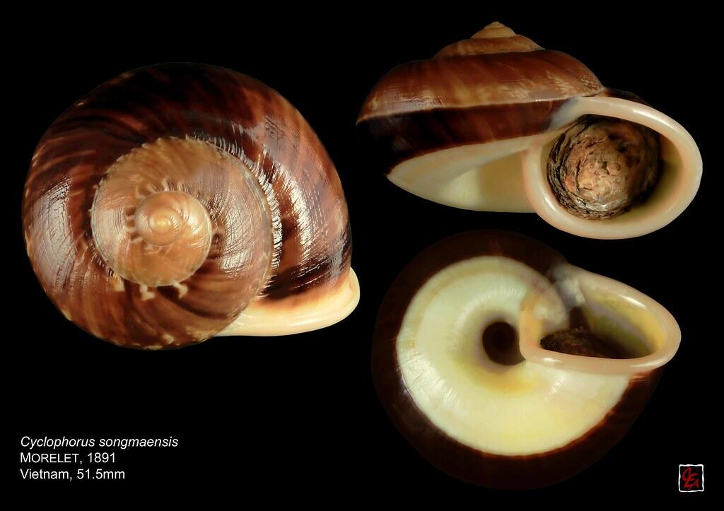 按总科盘点“陆螺”——陆生非柄眼类腹足类（上） - 哔哩哔哩