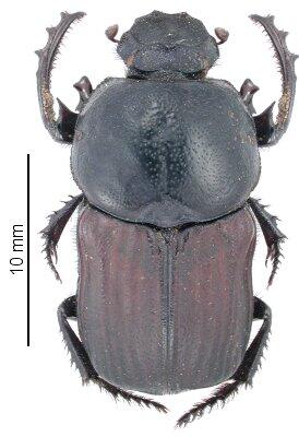 蜣螂-族与属整理（三） - 哔哩哔哩