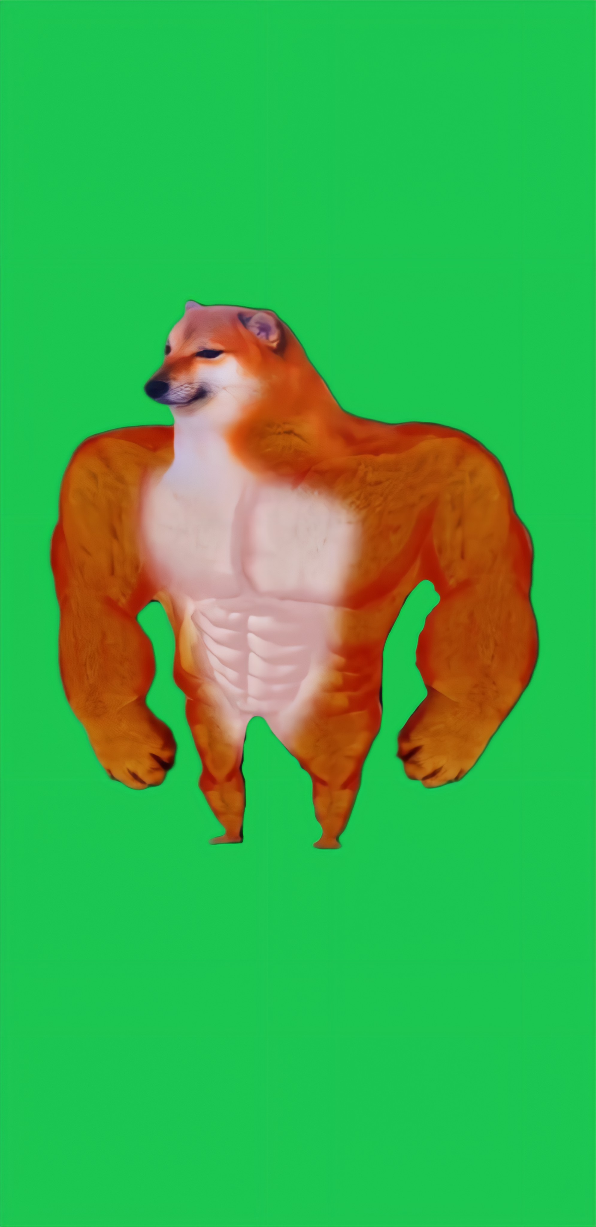 自己二次加工的一些cheems素材 - 哔哩哔哩