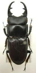 国产锹甲科各属中式属名与异名的对照与分类 - 哔哩哔哩