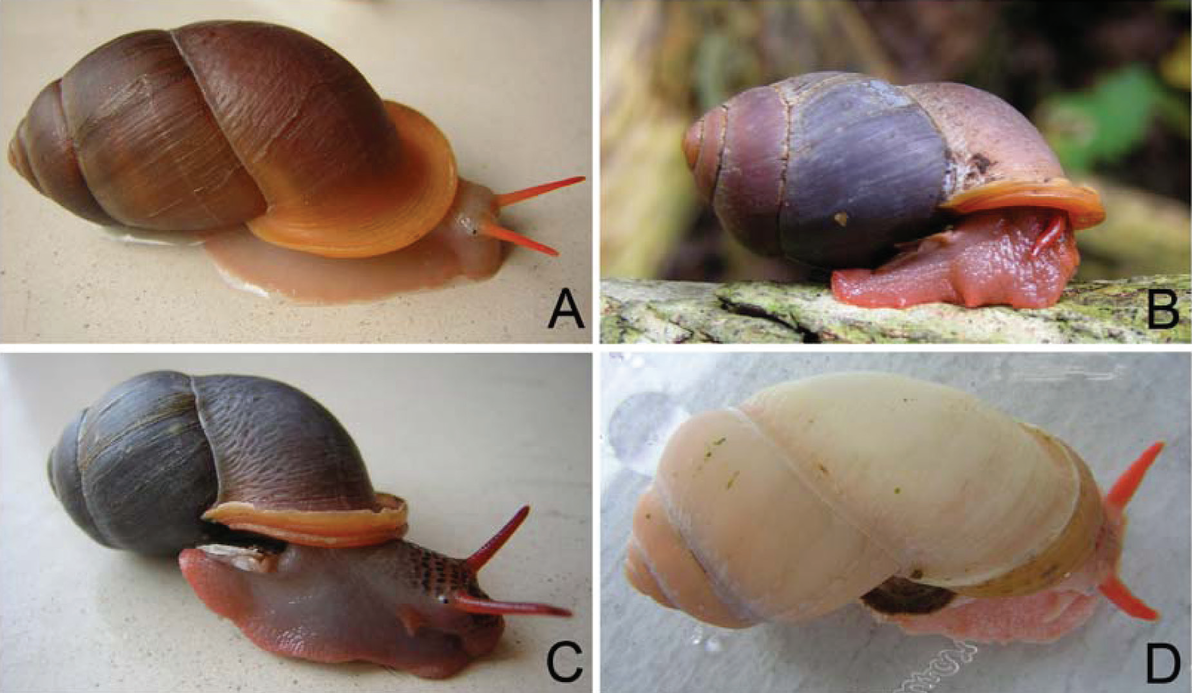 按总科盘点“陆螺”——陆生非柄眼类腹足类（上） - 哔哩哔哩