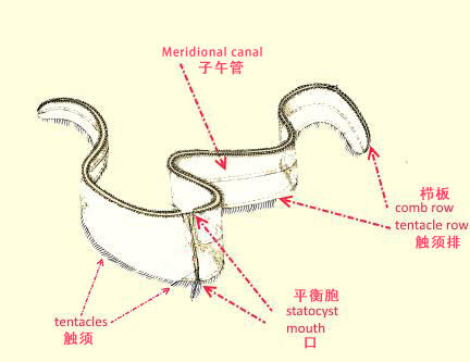 【物种】Cestum veneris带栉水母（爱神带栉水母） - 哔哩哔哩