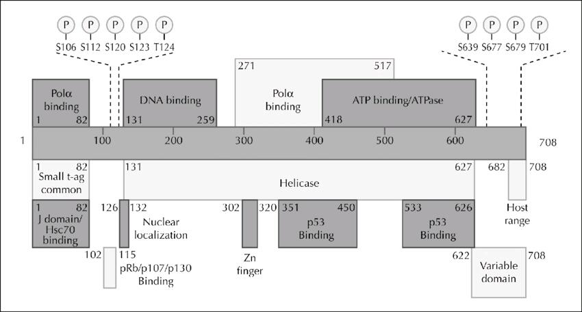 经典的多瘤病毒——SV40 - 哔哩哔哩