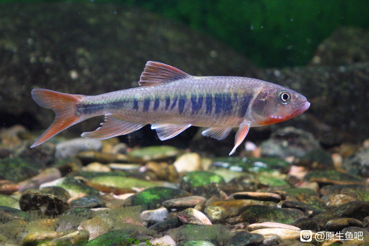 杂鱼的疑云——马口鱼属Opsariichthys种团的整理 - 哔哩哔哩
