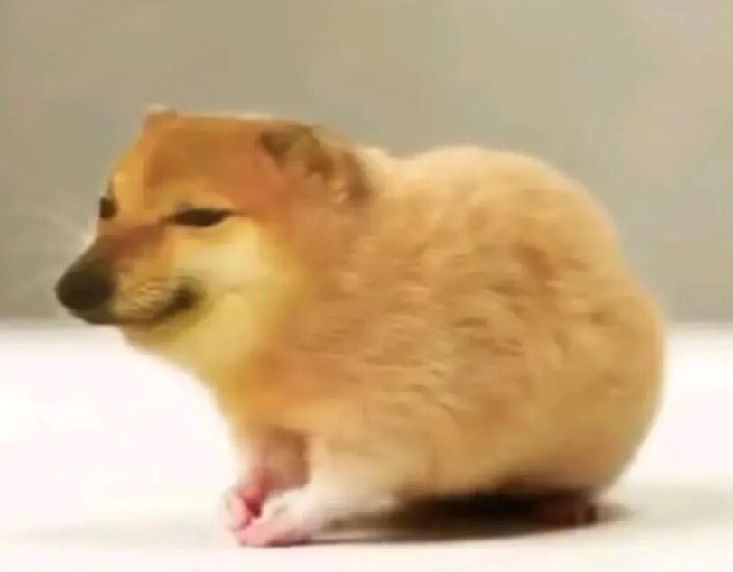 cheem/doge合集【1】｜正常人用的表情包 - 哔哩哔哩