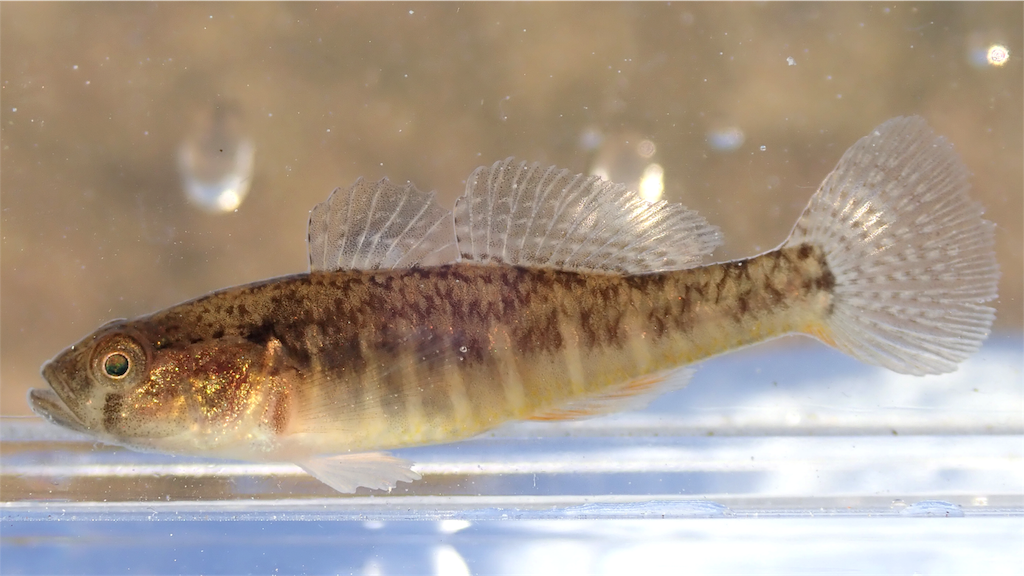 【水】图贴·东亚沉睡者·沙塘鳢科Odontobutidae Hoese & Gill, 1993 - 哔哩哔哩